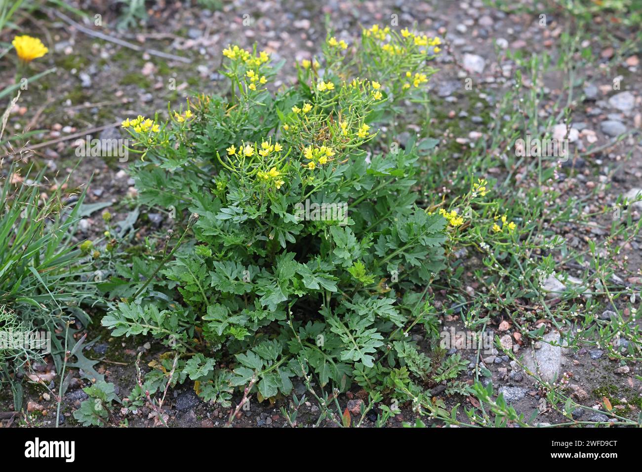 Marsh Yellowcress, Rorippa palustris, also known as Bog yellow-cress or ...