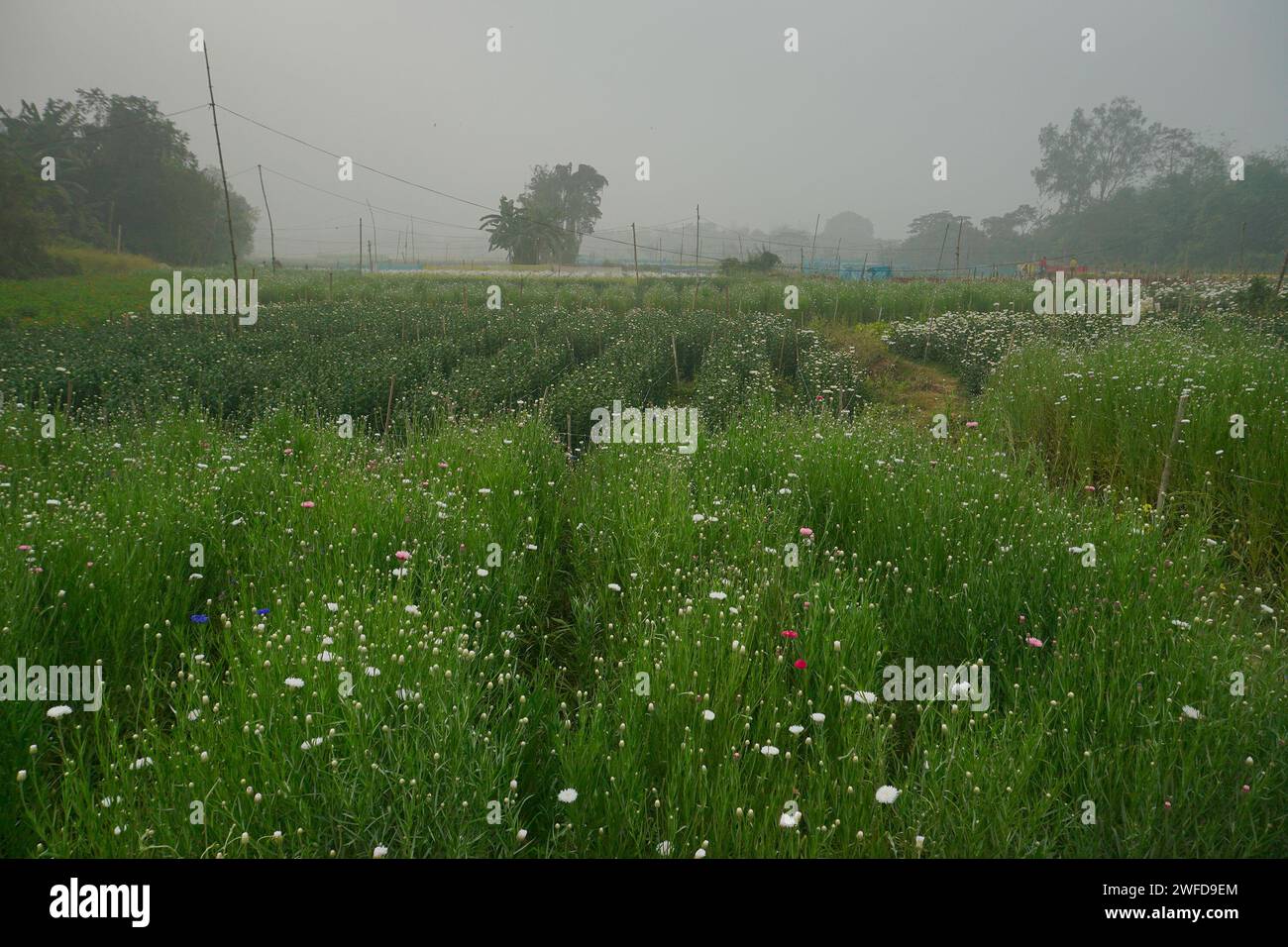 Multi-coloured aster flower garden of khirai, West bengal, India in ...