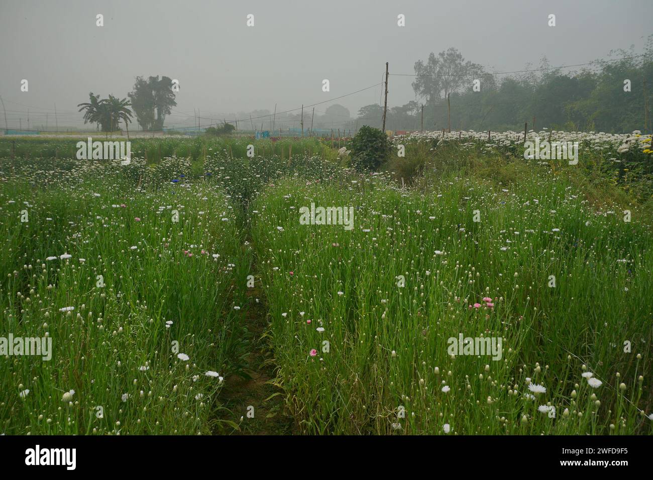Multi-coloured aster flower garden of khirai, West bengal, India in ...