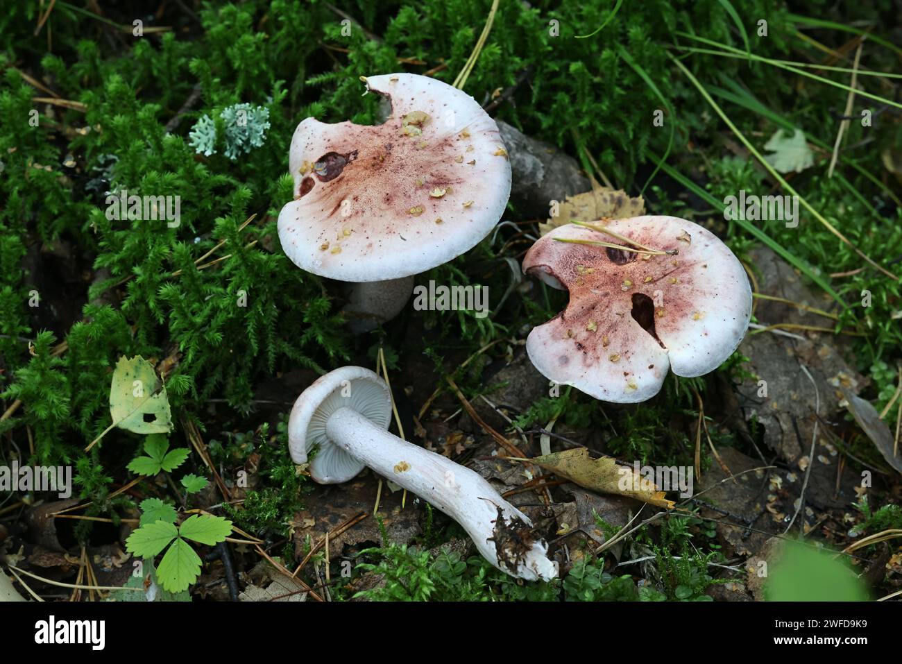 Hygrophorus erubescens, known as the blotched woodwax or pink waxcap ...