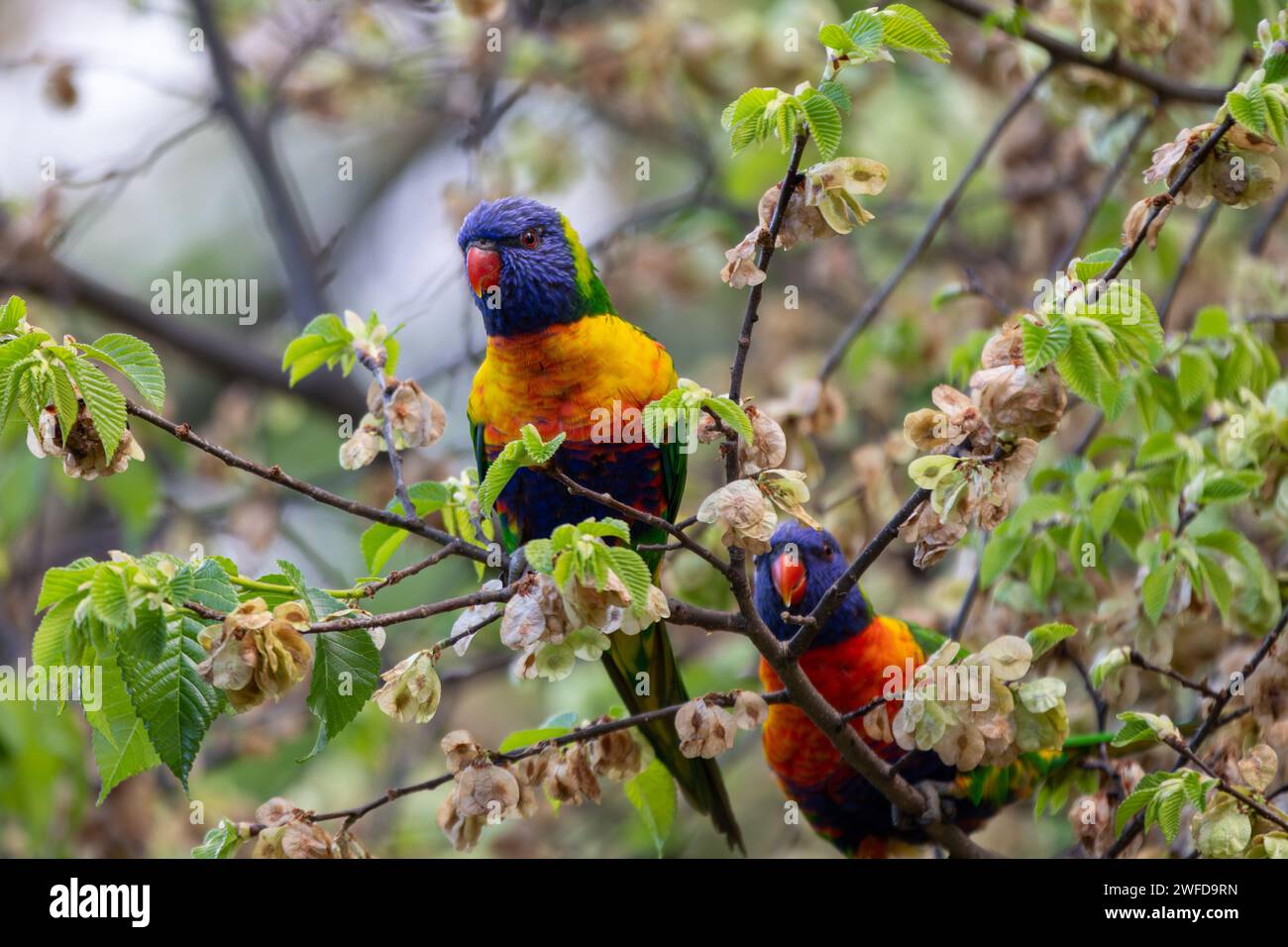 T moluccanusbird hi-res stock photography and images - Alamy