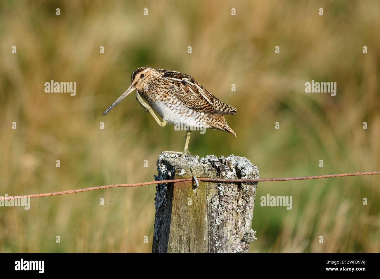 Common snipe Gallinago gallinago, scratching its bill, perched on ...