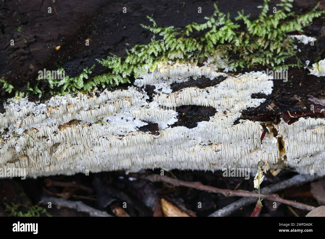 Dentipellis fragilis hi-res stock photography and images - Alamy