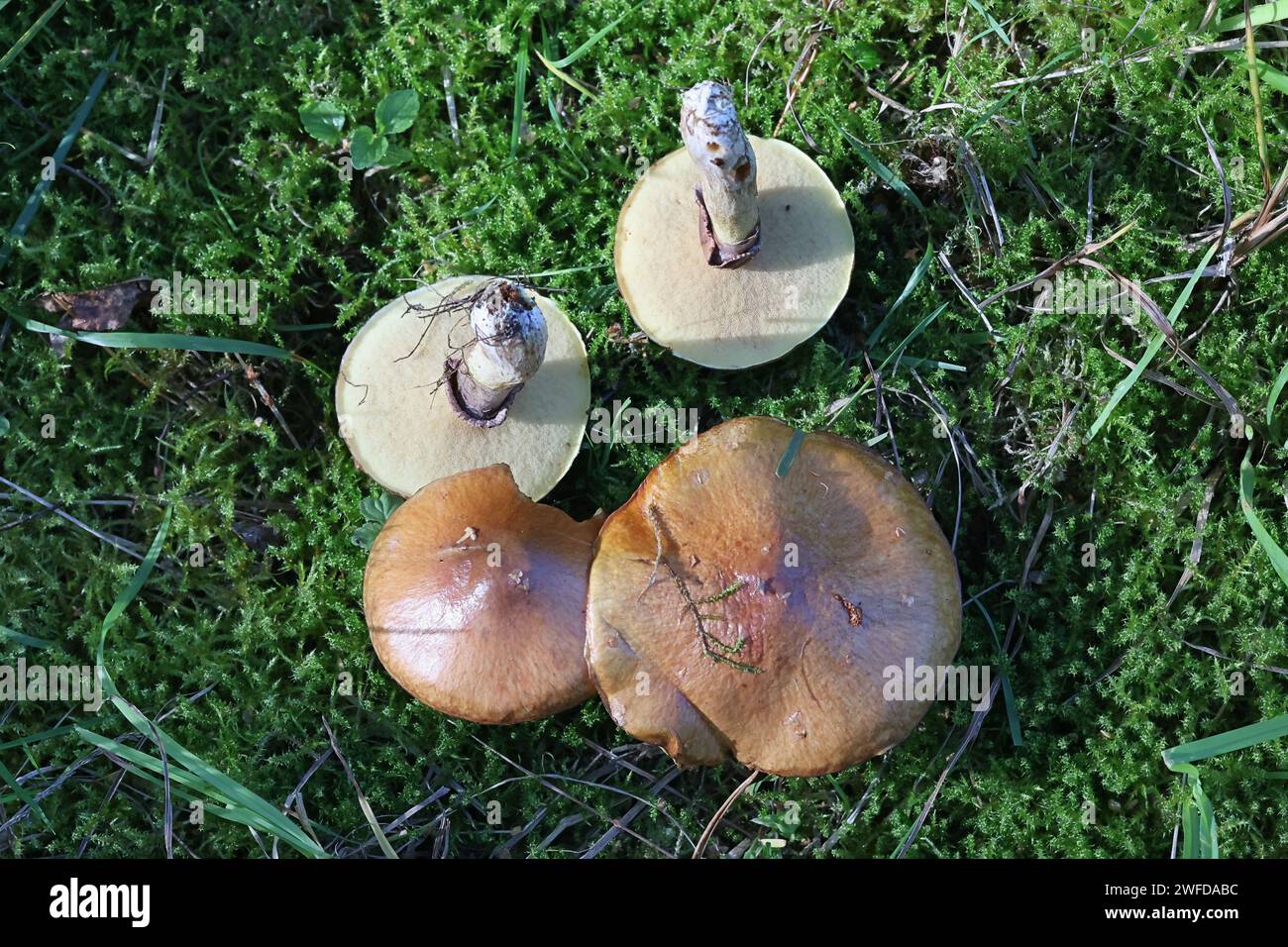 Suillus luteus, known as slippery jack or sticky bun, edible bolete ...
