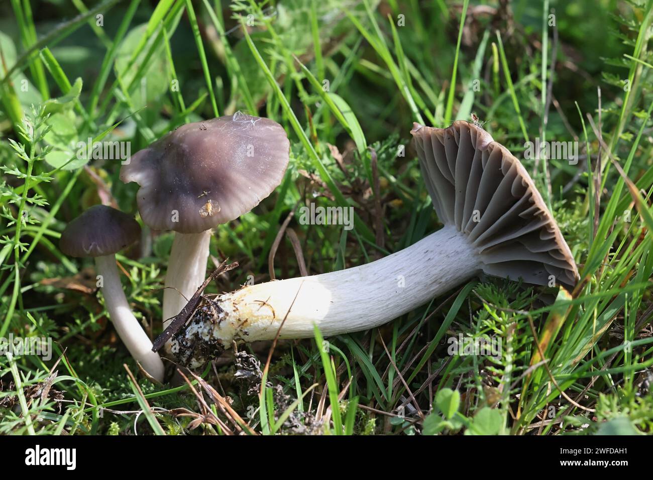 Cuphophyllus flavipesoides, known as Yellow foot Waxcap, wild mushroom ...