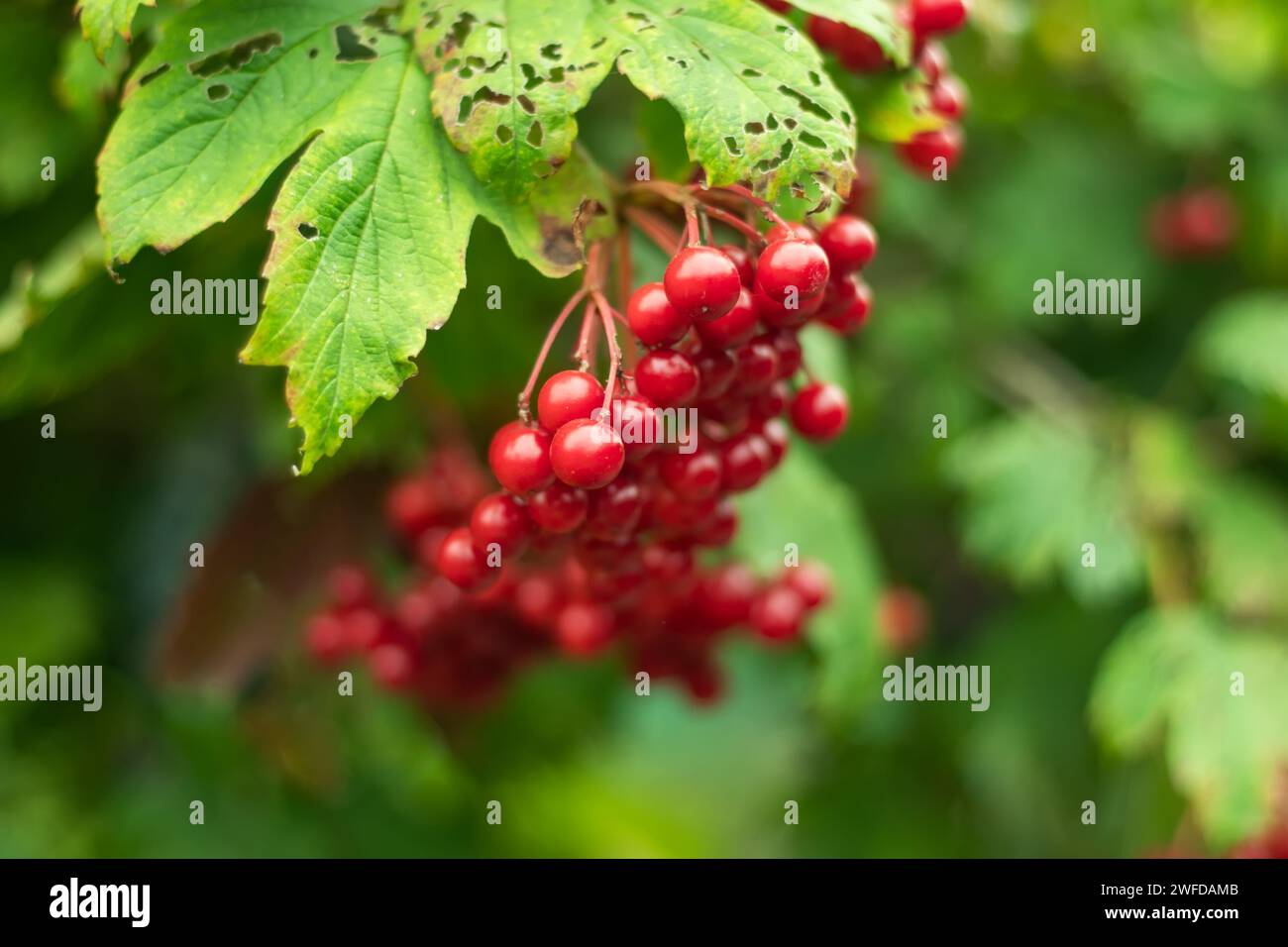Red viburnum branch in the garden. Viburnum viburnum opulus berries and ...