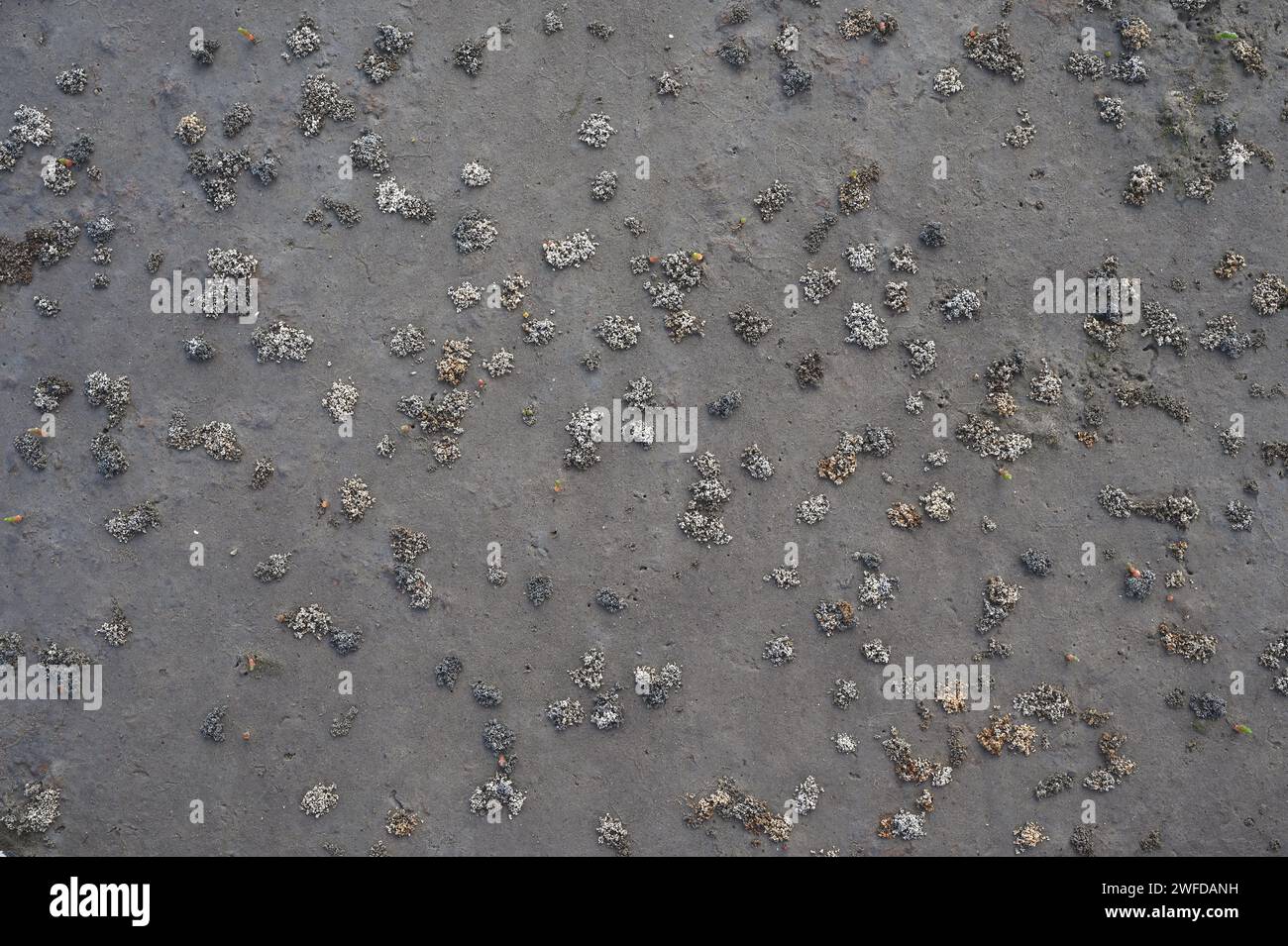 piles of feces from fecal pill worms resp.Heteromastus filiformis ...