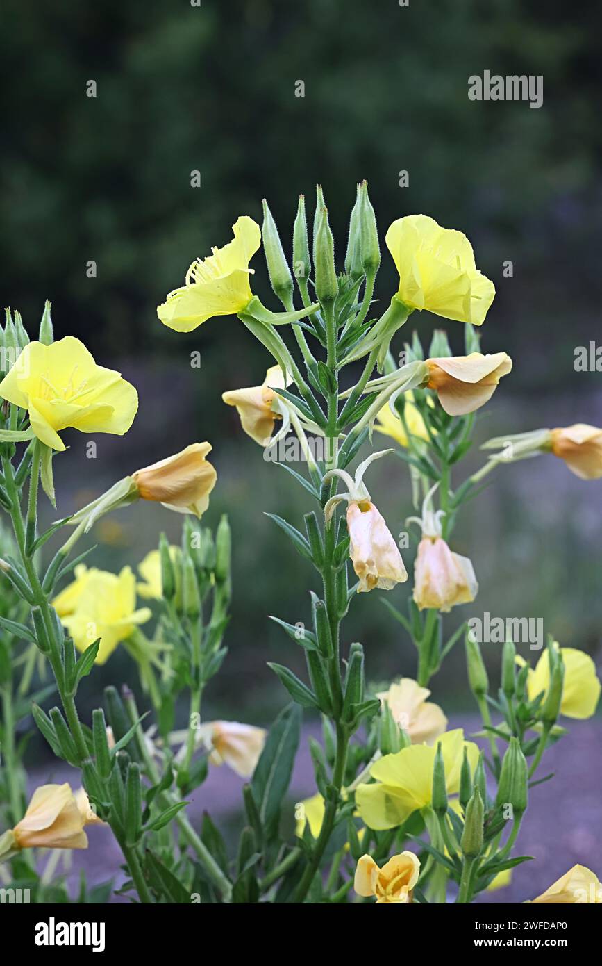 Evening primrose, also known as suncup or sundrop, wild flowering plant ...