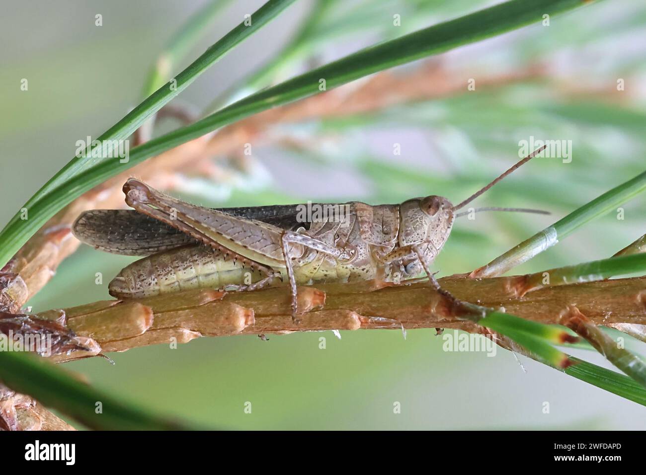 Field grasshopper common field grasshopper hi-res stock photography and ...