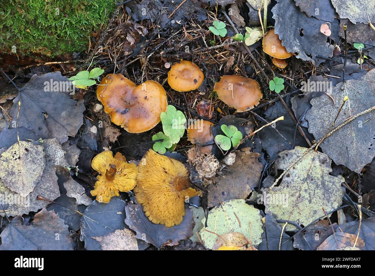 Rugosomyces chrysenteron, known as Yellow Domecap, wild mushroom from ...