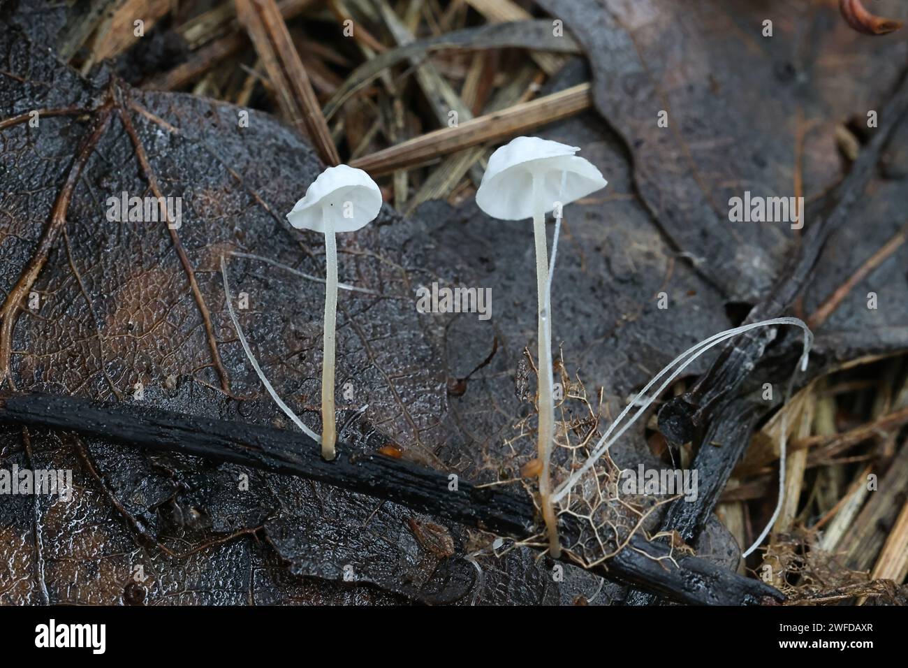 Petiole hi-res stock photography and images - Alamy