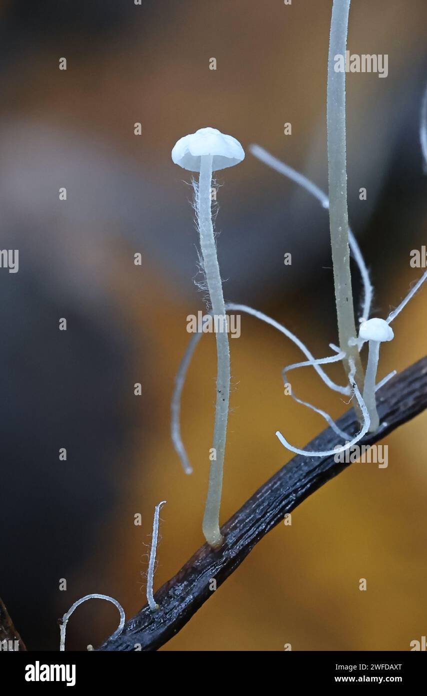 Hairy stem hi-res stock photography and images - Alamy