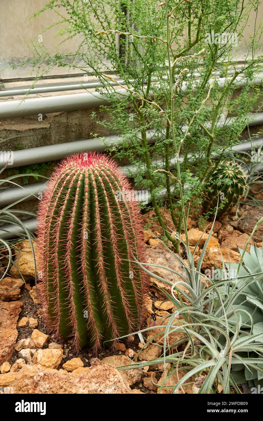 Array of cacti hi-res stock photography and images - Alamy