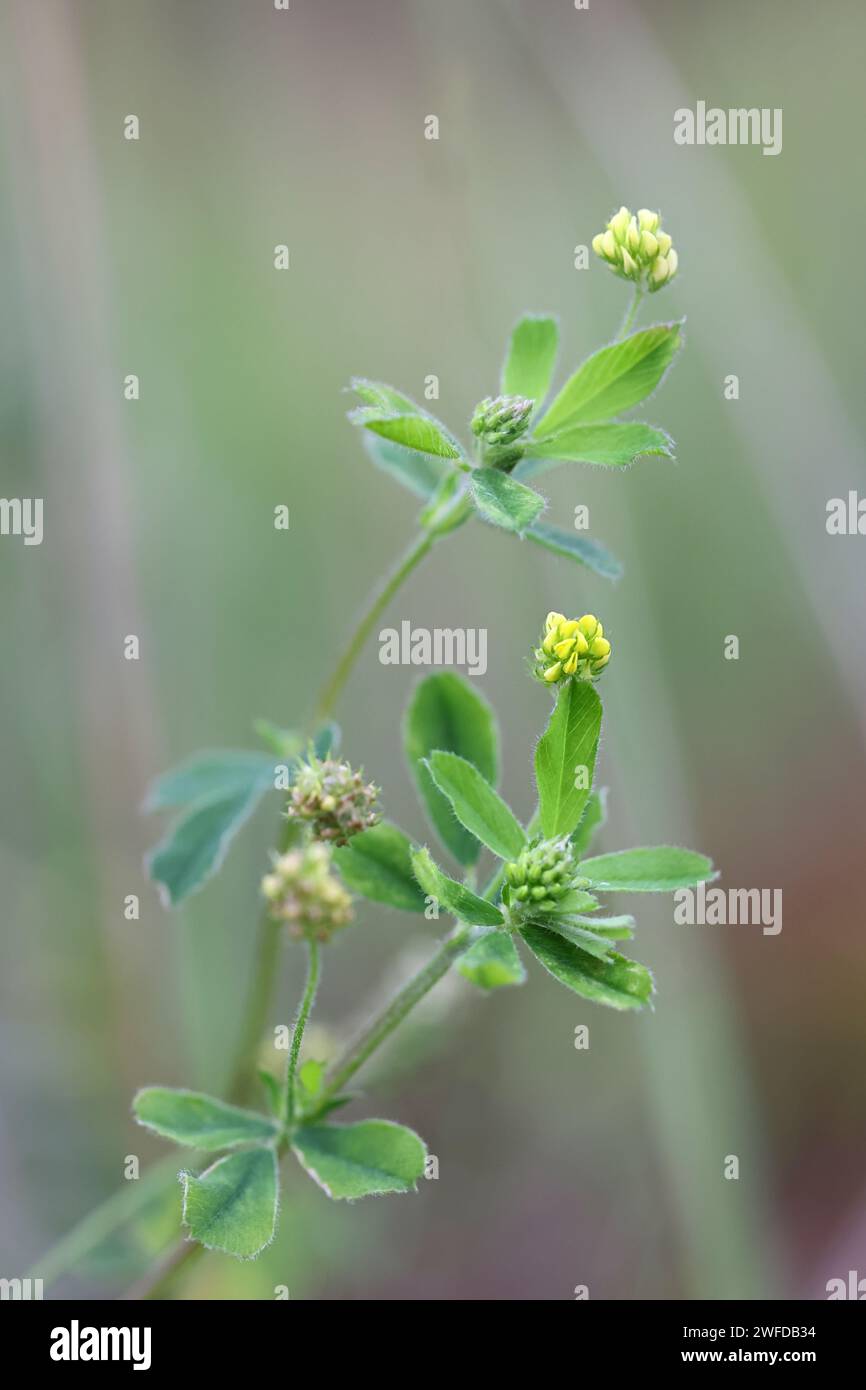 Clover black and hi-res stock photography and images - Alamy