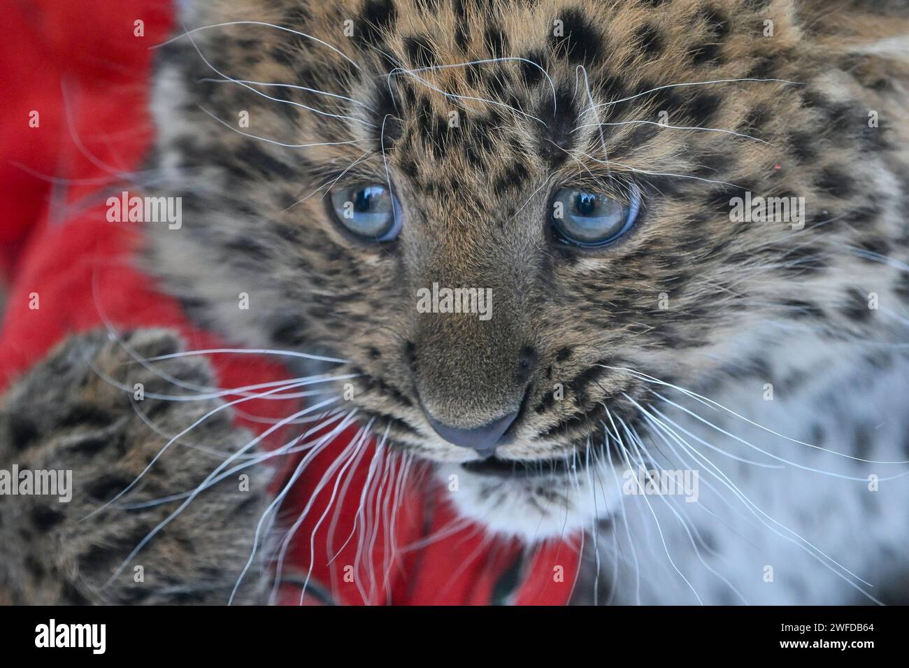 A ten-week-old North China leopard (Panthera pardus japonensis) is ...