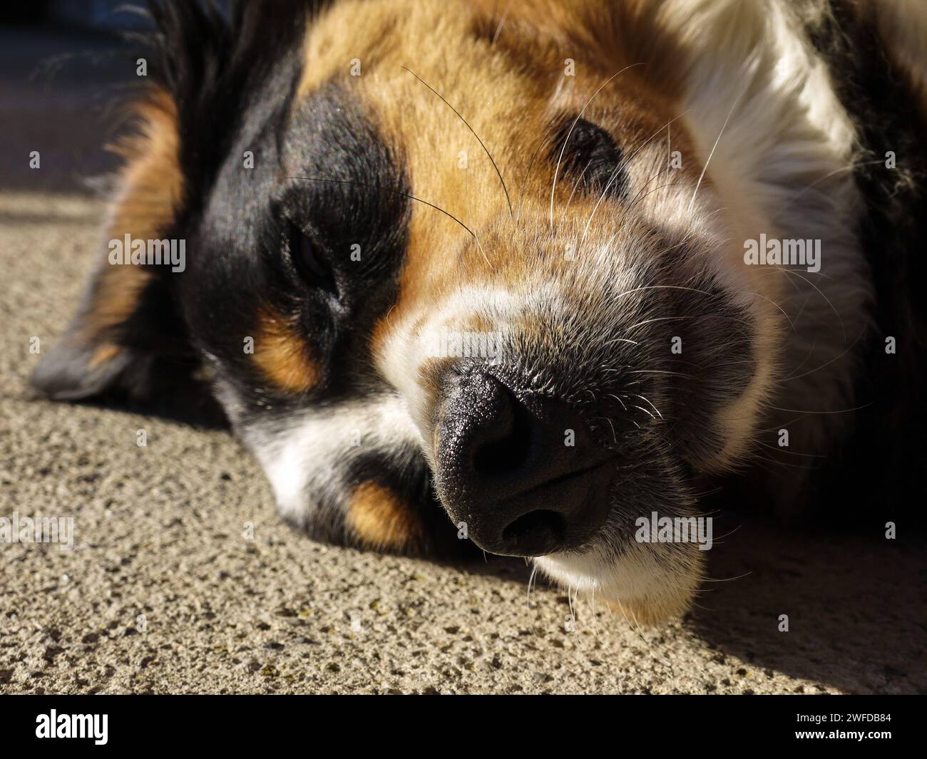Lazily hi-res stock photography and images - Alamy