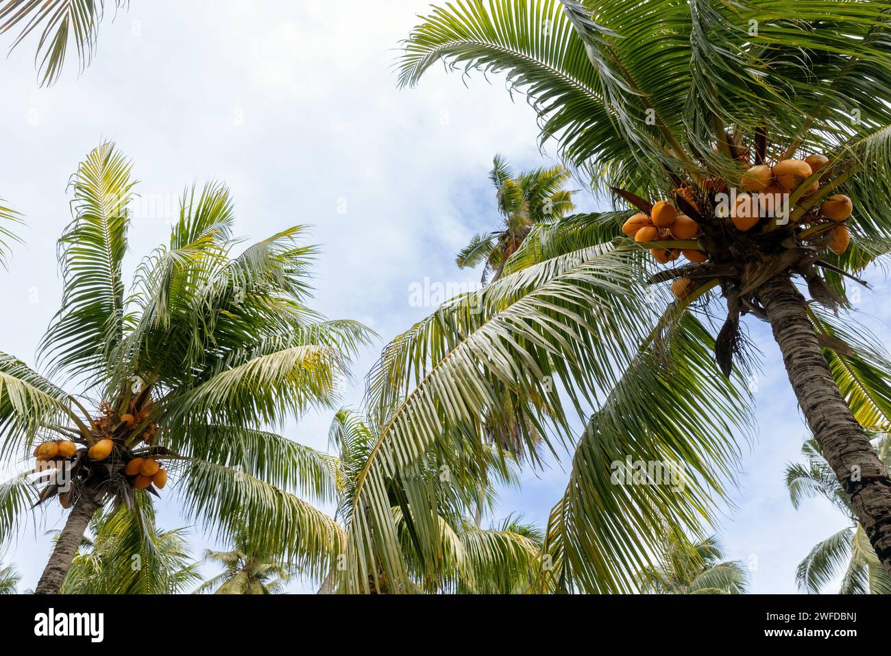 Coconut palms with yellow fruits are under bright blue sky on a sunny ...