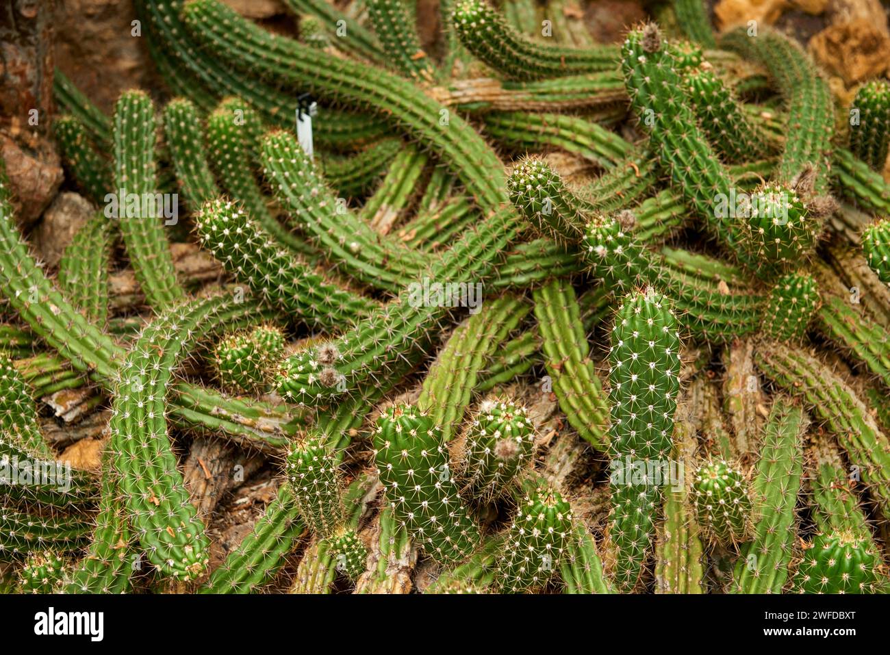 Explore a mesmerizing botanical garden filled with a diverse array of ...