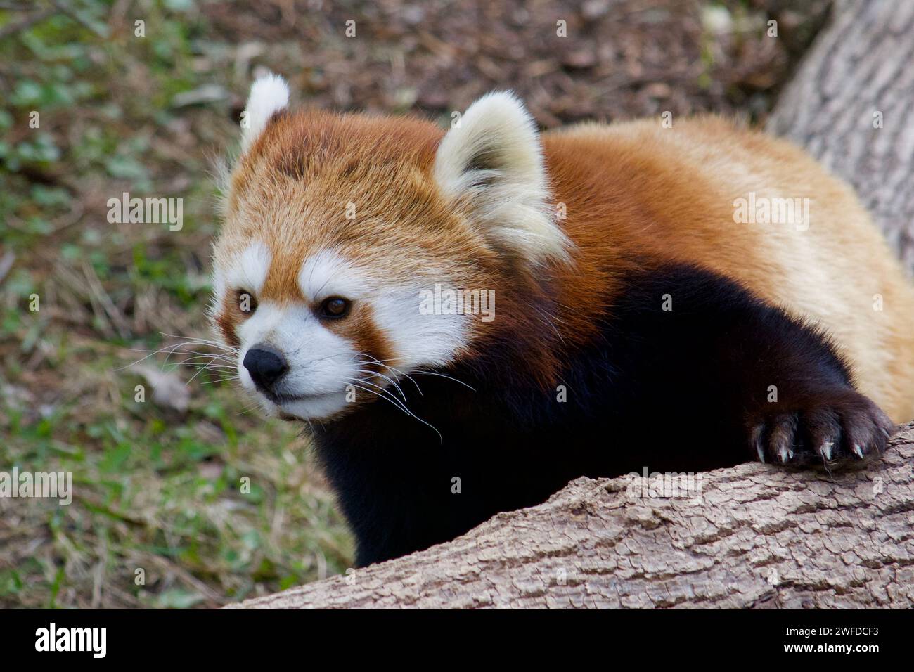 Red panda paw hi-res stock photography and images - Alamy