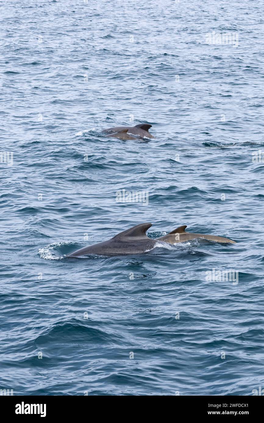 Vertical shot. Two pilot whale (Globicephala melas) families travel in ...
