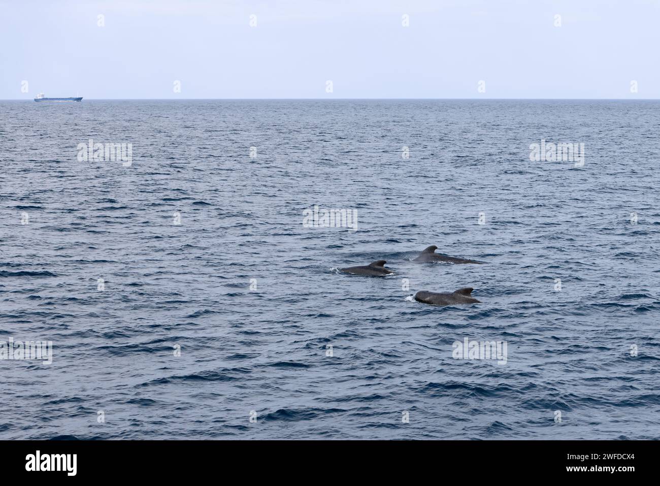 Off Andenes' coast, a group of three pilot whales (Globicephala melas ...