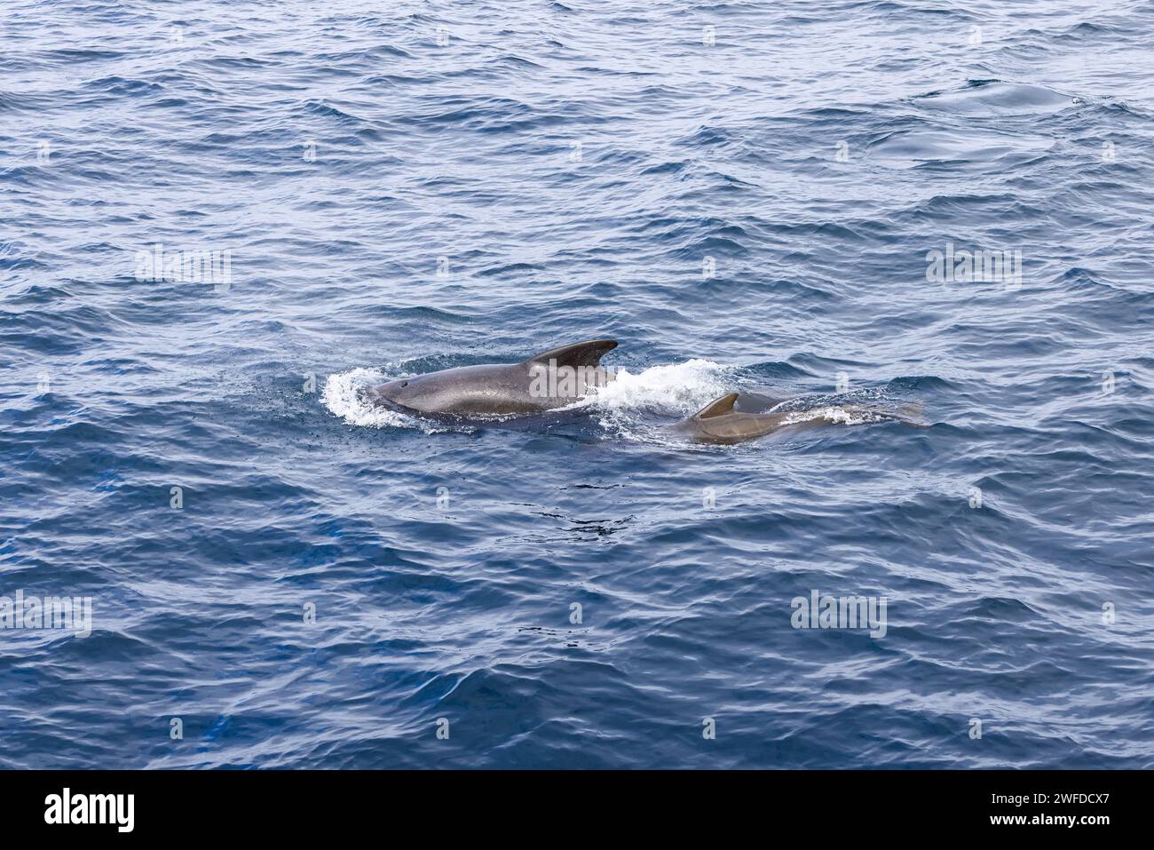 A pilot whale mother and her calf surge forward, leaving frothy trails ...