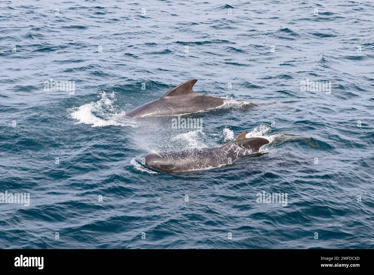 Two pilot whales (Globicephala melas) elegantly navigate the textured ...