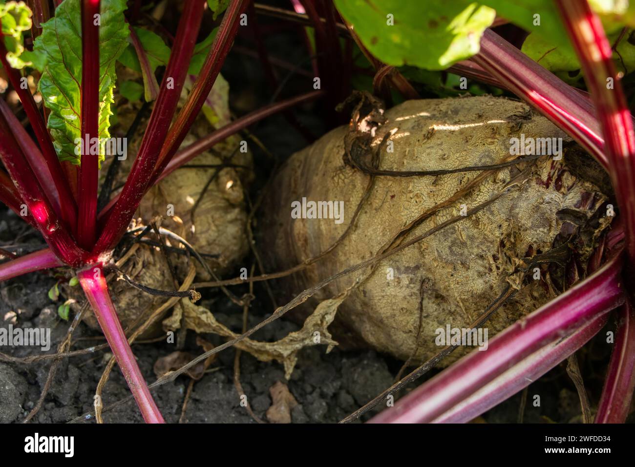 Beetroot root vegetable plant with green leaves growing in soil in ...