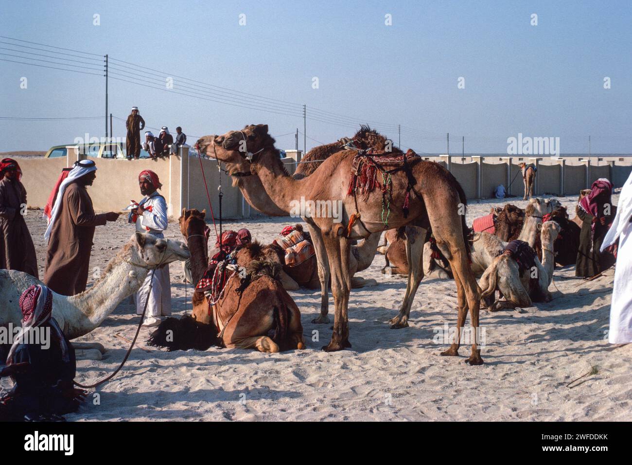 Doha Qatar 1977 – archival image of a camel race meeting at the race ...