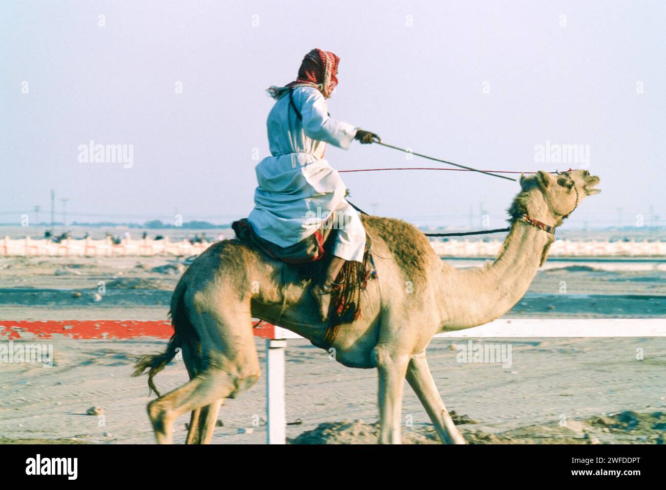Doha Qatar 1977 – archival image of a camel race at the grass race ...