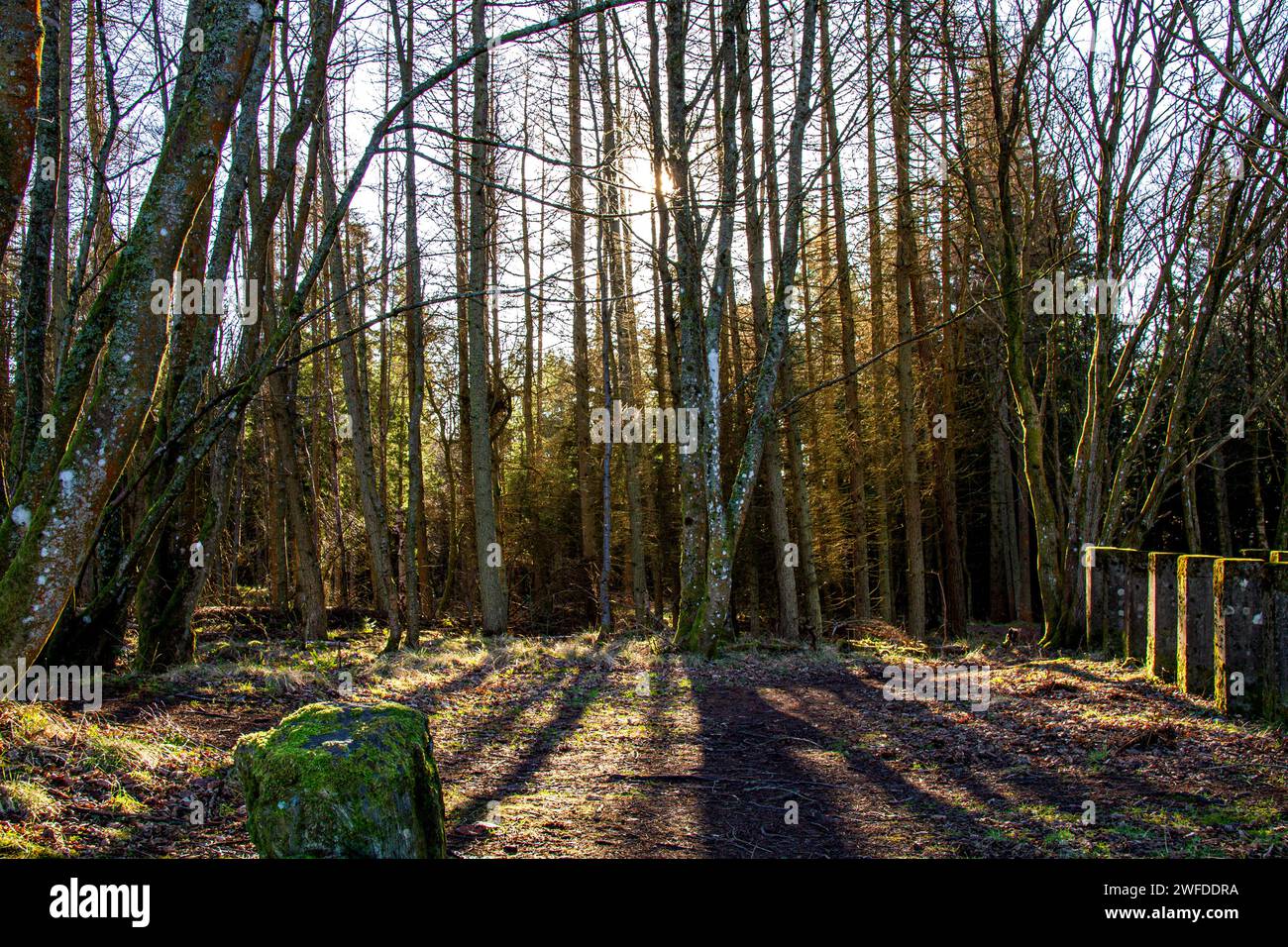 Beautiful winter sunshine through the tall trees at Templeton Woods in ...