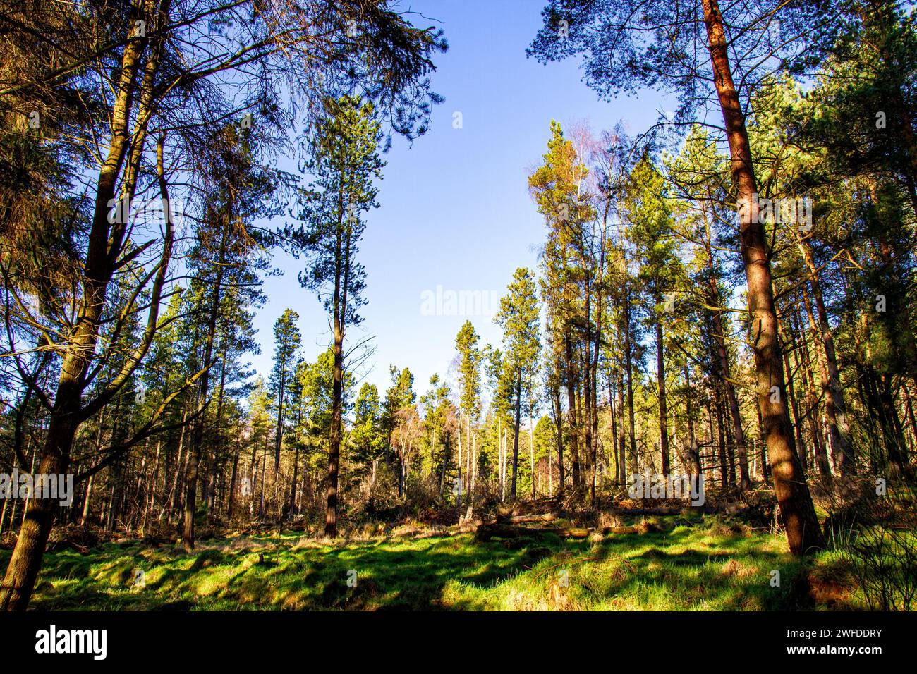 Beautiful winter sunshine through the tall trees at Templeton Woods in ...
