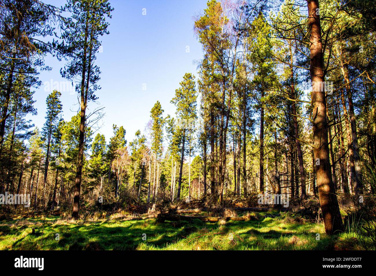 Sunshine through tall trees scotland hi-res stock photography and ...