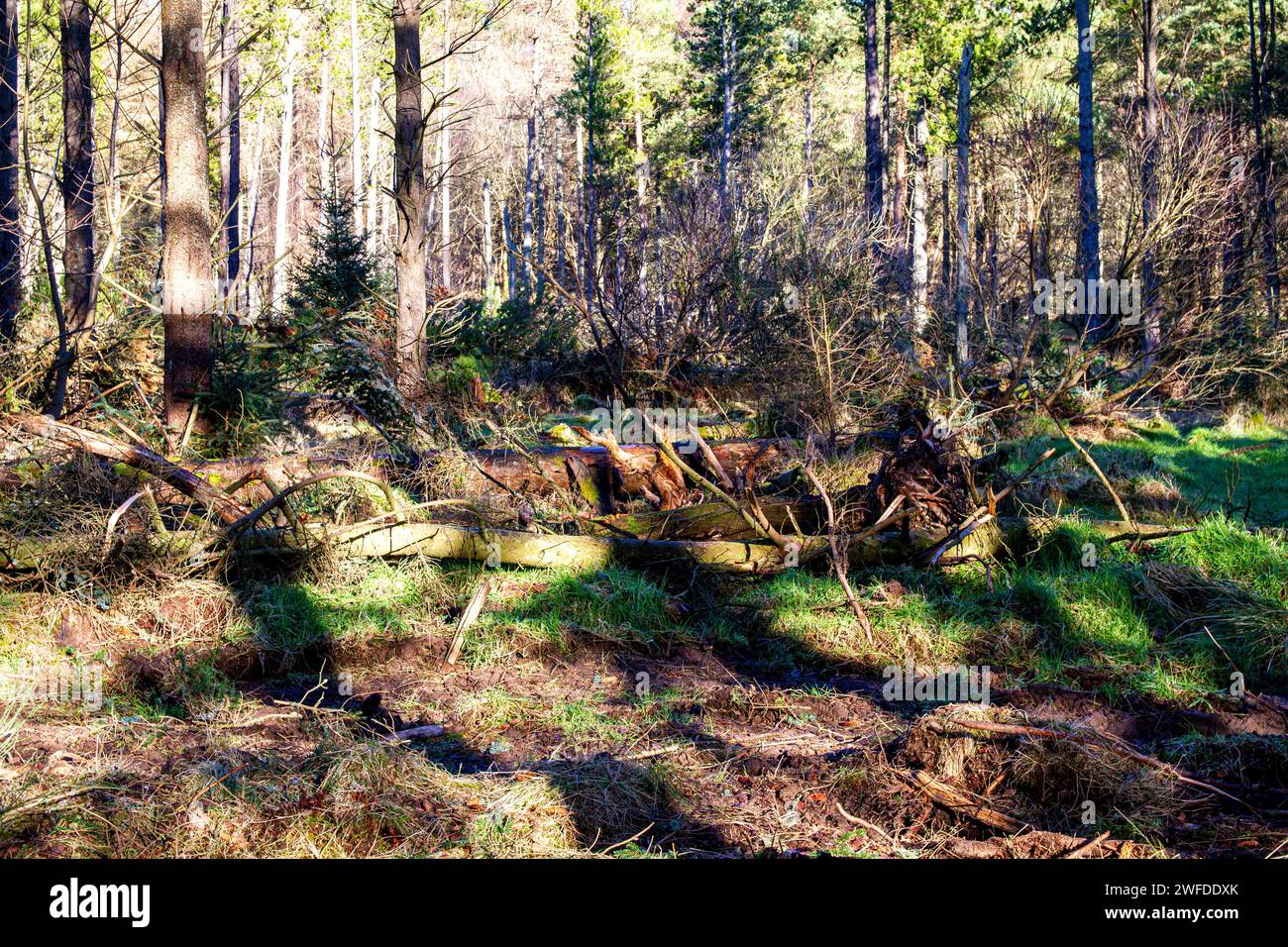 Beautiful winter sunshine through the tall trees at Templeton Woods in ...