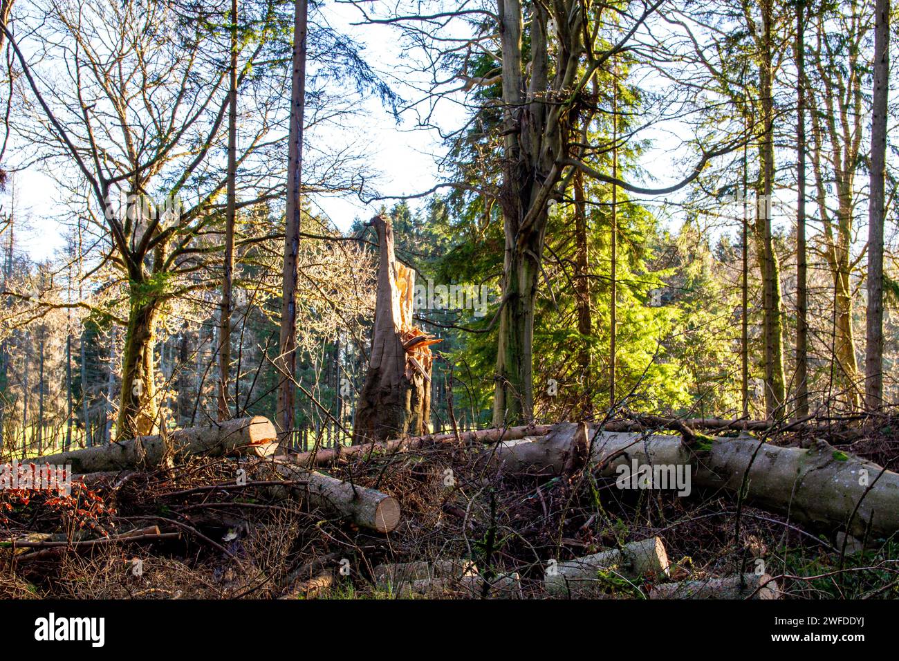 Beautiful winter sunshine through the tall trees at Templeton Woods in ...