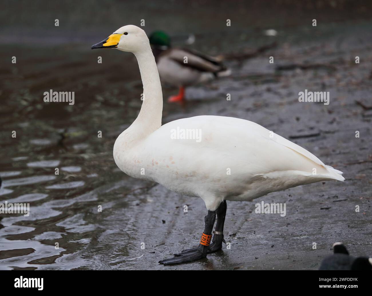 Long neck swan hi-res stock photography and images - Alamy