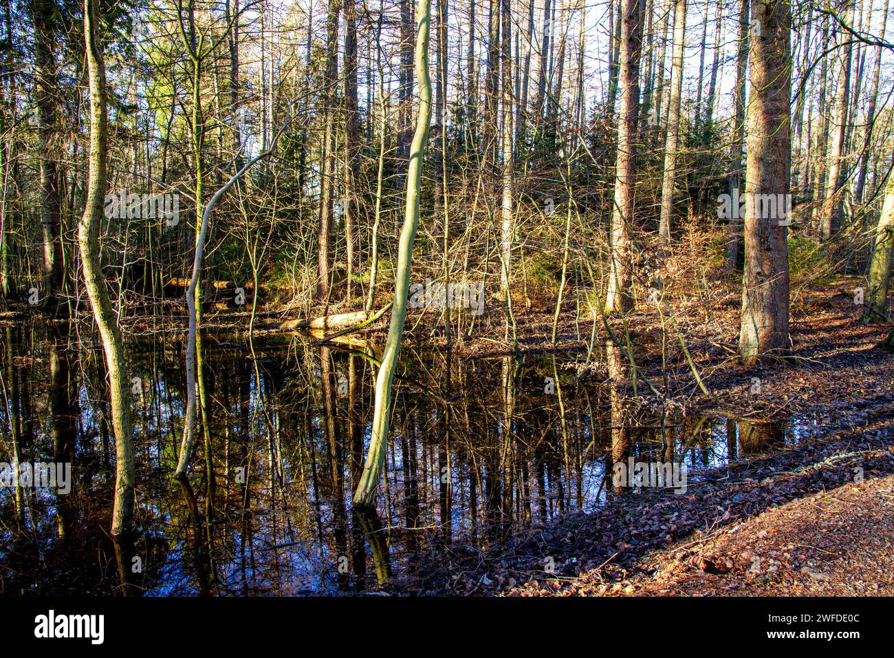 Beautiful winter sunshine through the tall trees at Templeton Woods in ...