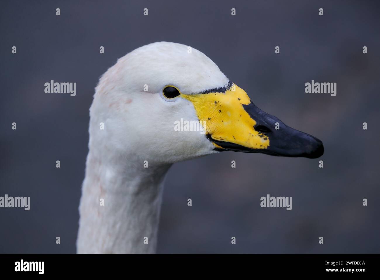Long neck swan hi-res stock photography and images - Alamy
