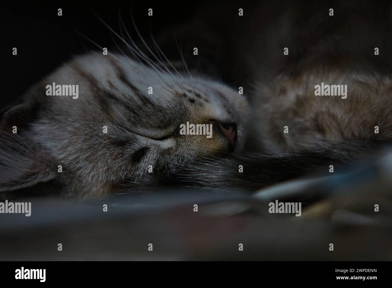 Eyes shut cat hi-res stock photography and images - Alamy