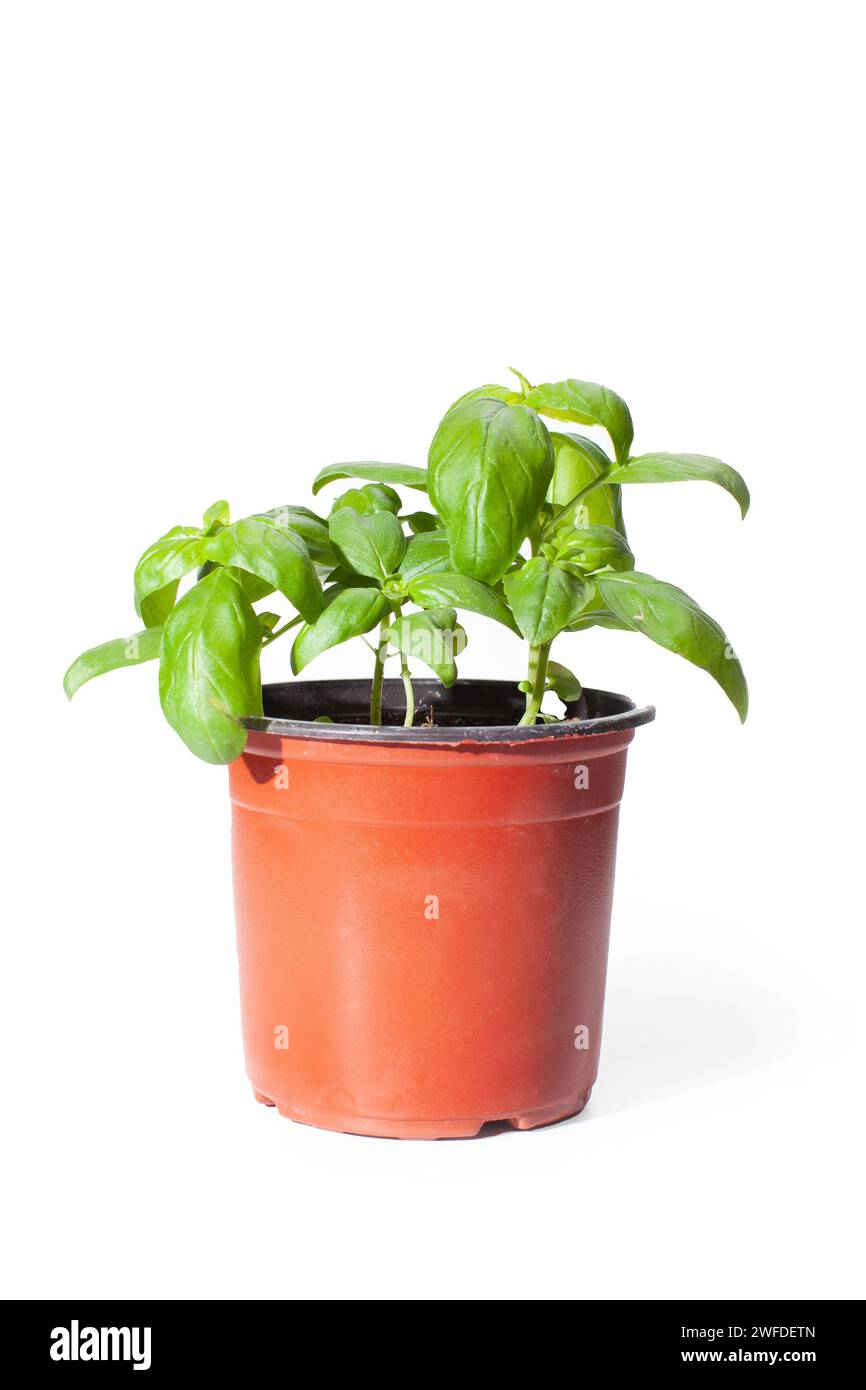 basil plant isolated on white background Stock Photo - Alamy