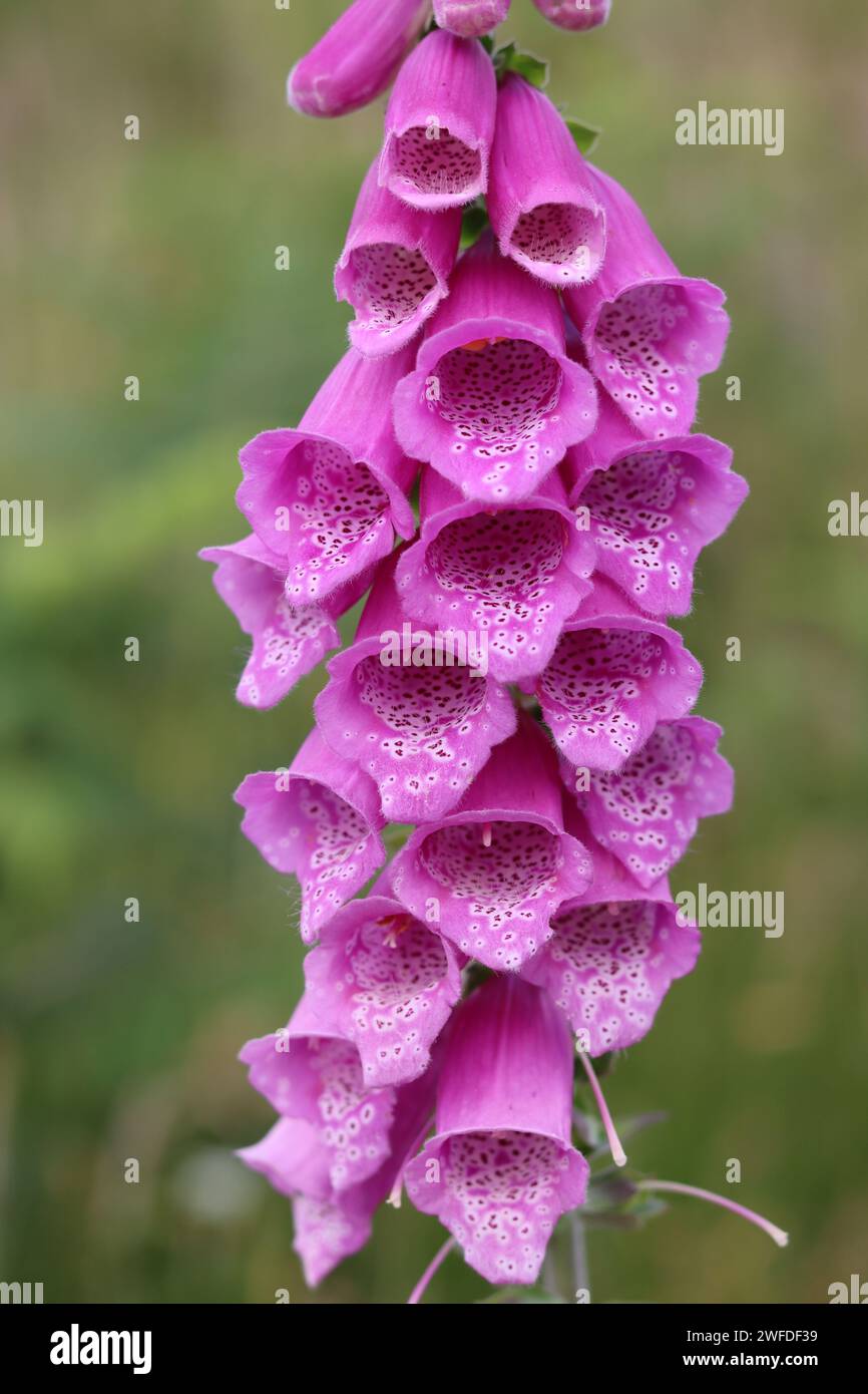 Foxglove tree isolated hi-res stock photography and images - Alamy