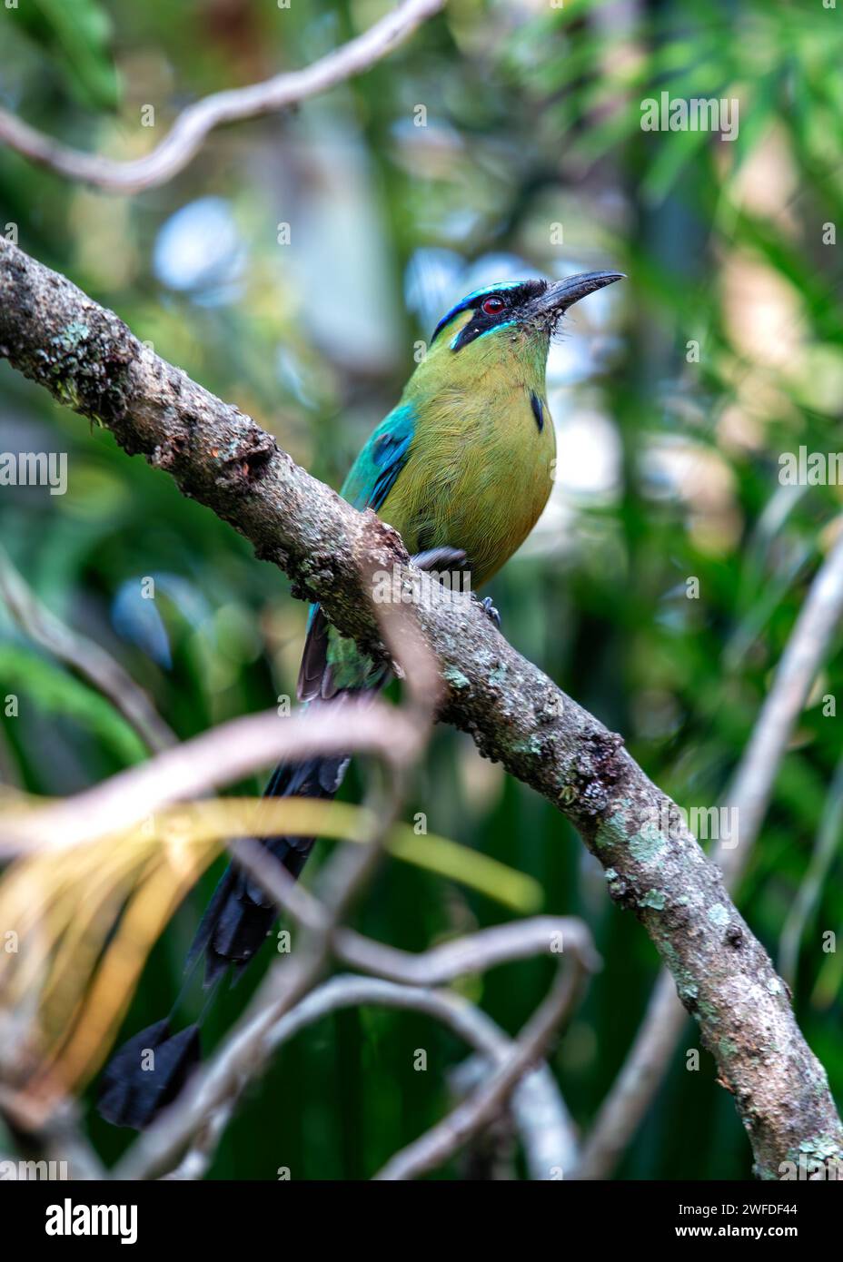 Exquisite Turquoise-browed Motmot, Eumomota superciliosa, gracing the ...