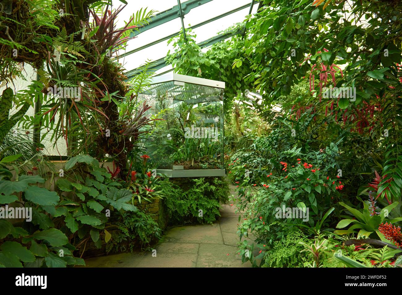 Amazonian Ecosystem Enchantment: Nature's Wonders in the Botanical ...