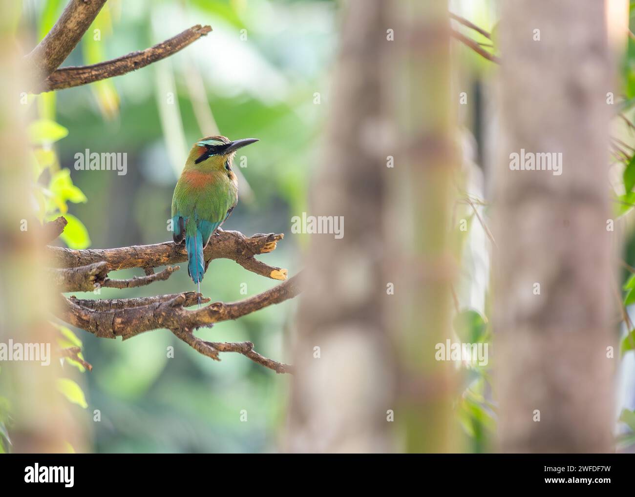 Exquisite Turquoise-browed Motmot, Eumomota superciliosa, gracing the ...