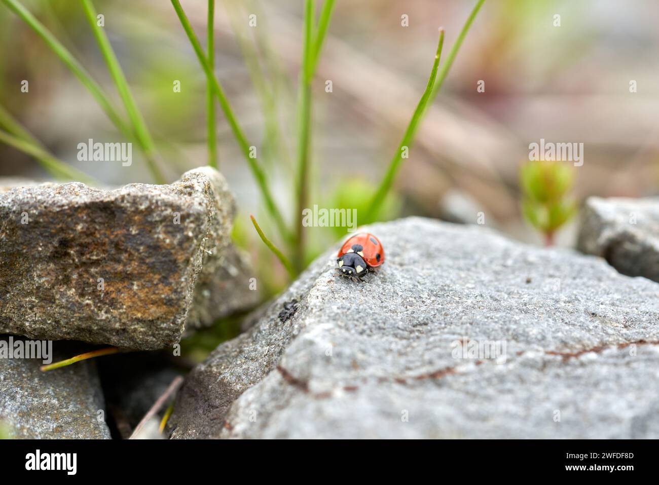 Summer ladybug forest hi-res stock photography and images - Alamy