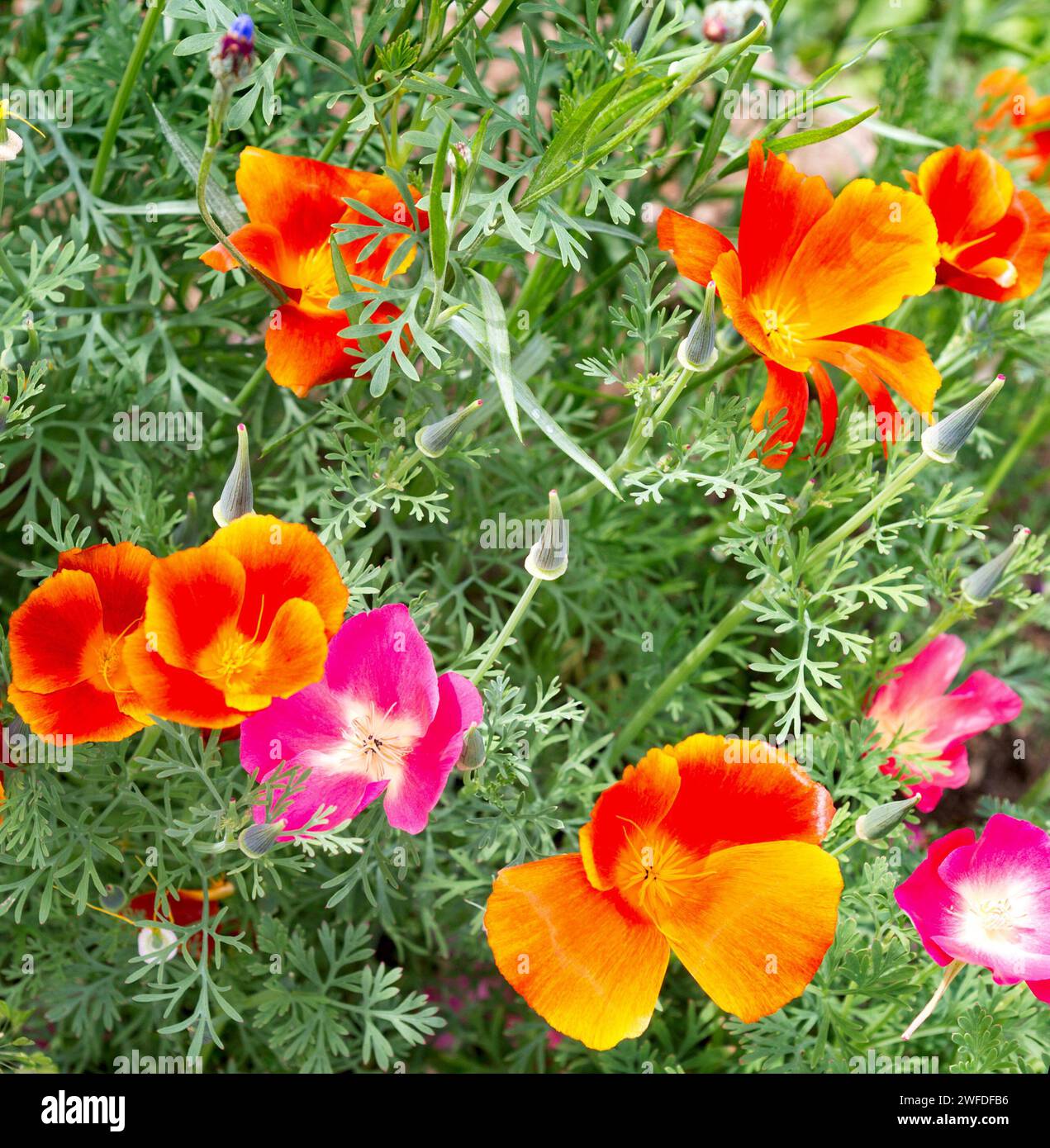 Orange and red california poppy hi-res stock photography and images - Alamy