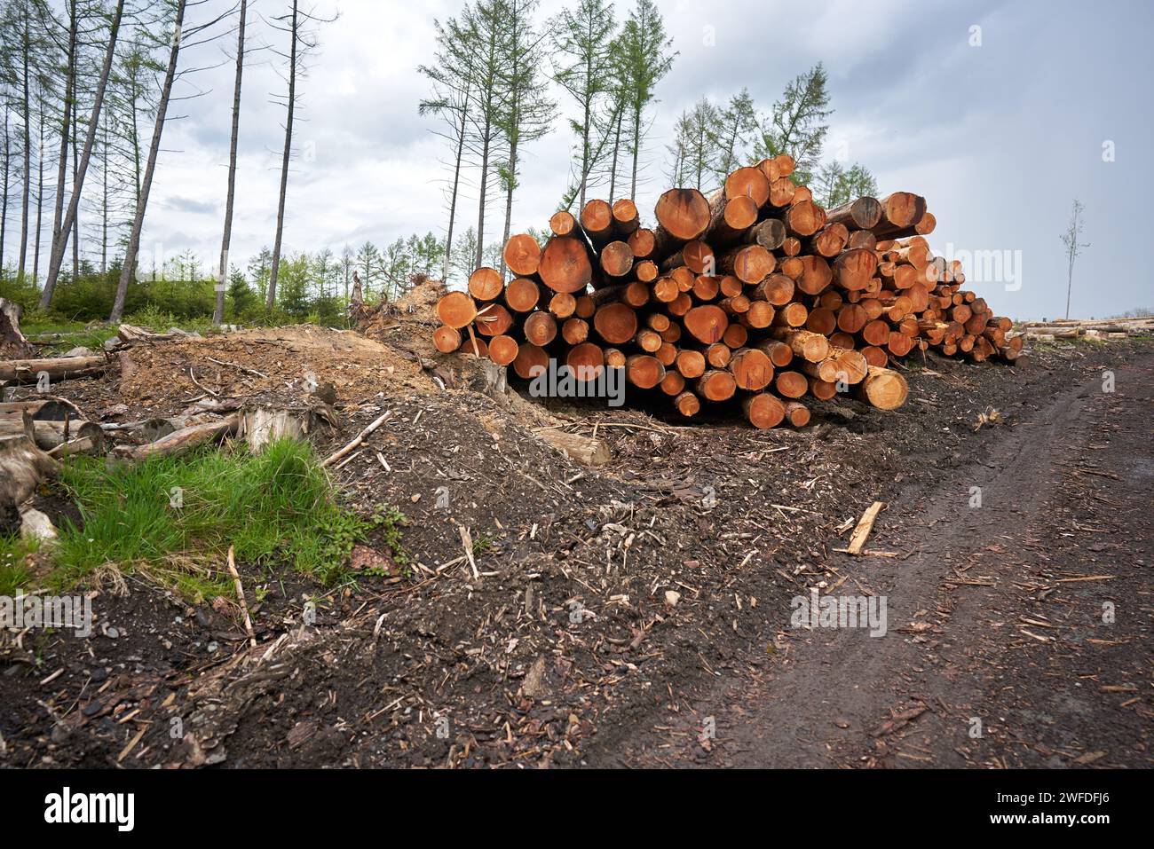 Stacked round wooden blocks background. Pine tree cut stacked Stock ...