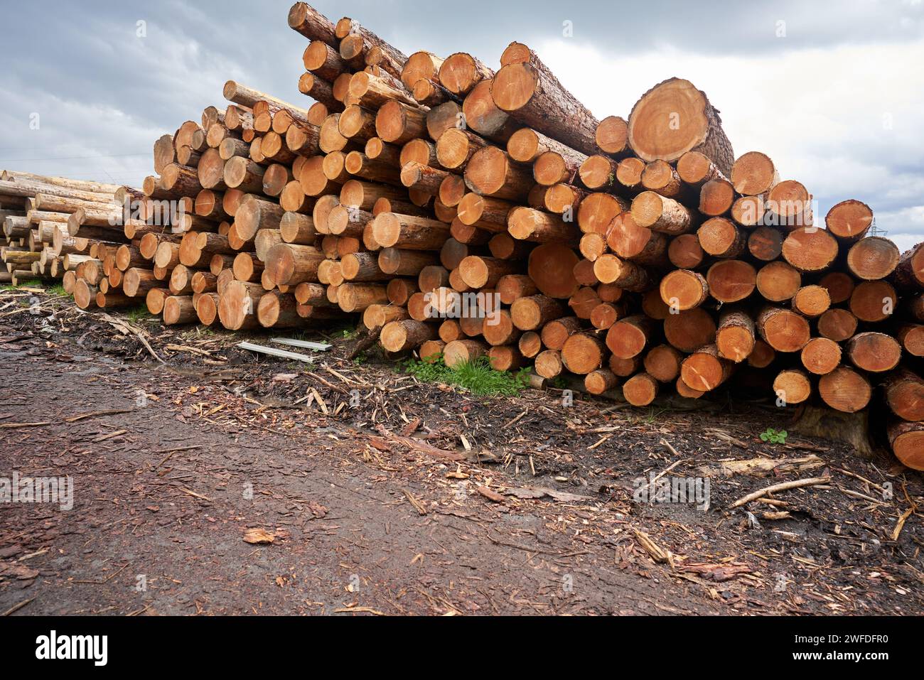 Stacked round wooden blocks background. Pine tree cut stacked Stock ...