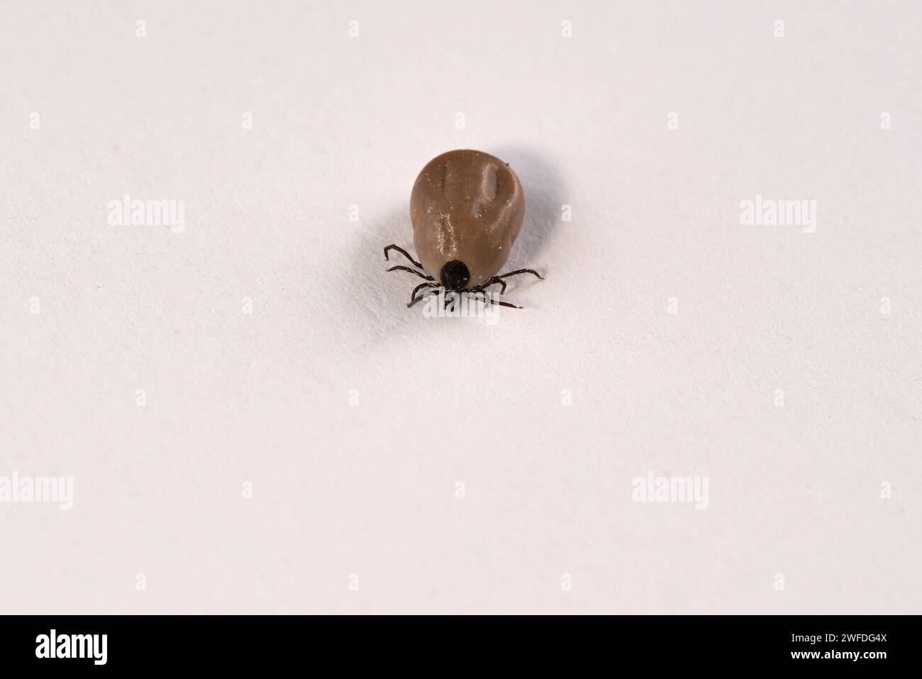 Full tick hi-res stock photography and images - Alamy