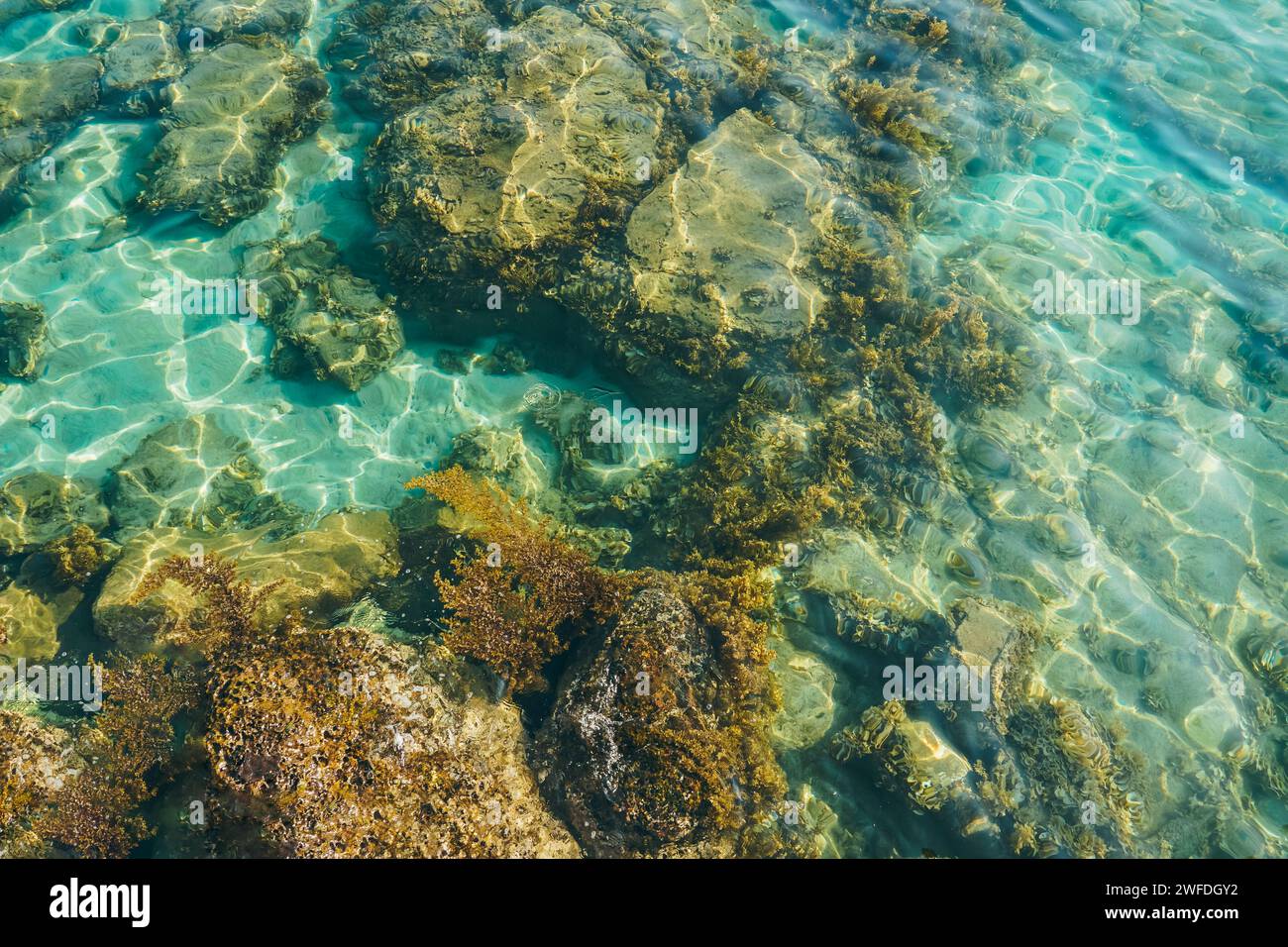 Top view of coral and algae over the sand in the see. Clear and ...